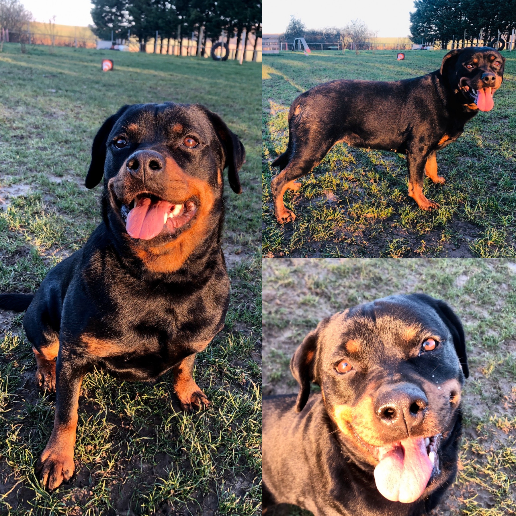 Chien Rottweiler - Chenil et ferme pédagogique
